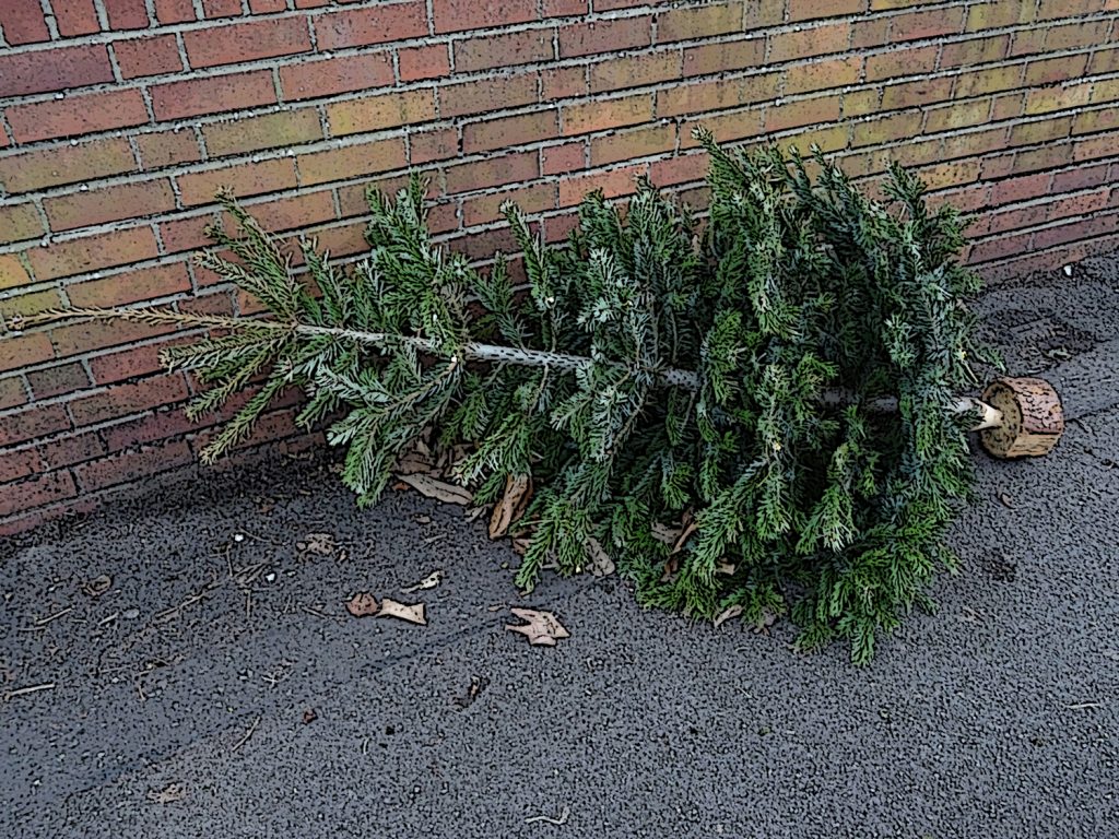How to dispose of your Christmas Tree - WMNF 88.5 FM