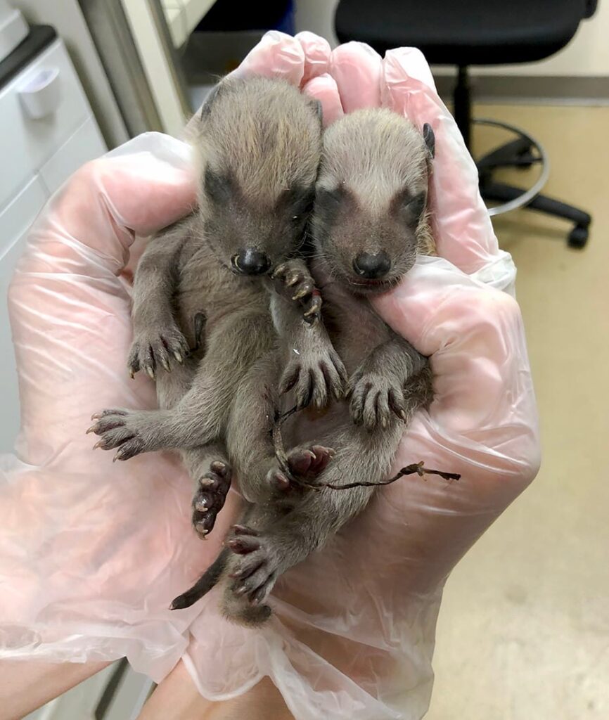 Director of World's Busiest Wildlife Hospital Discusses Facility's ...