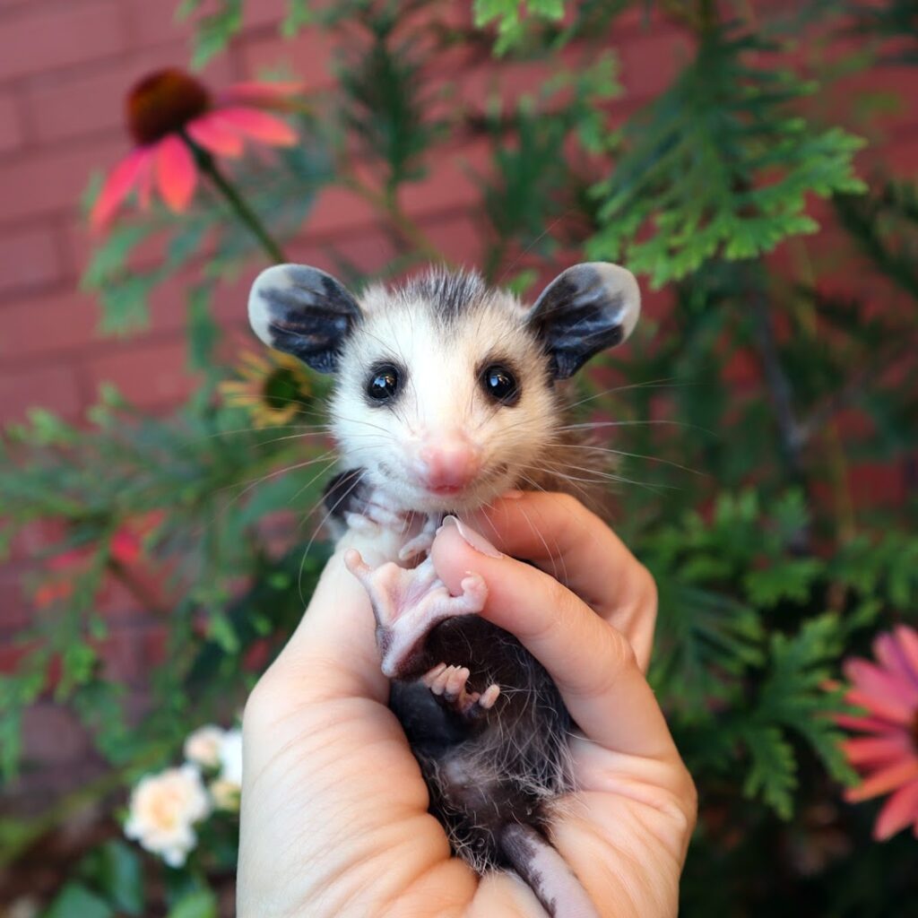Opossum expert addresses misconceptions-and important facts-about the ...