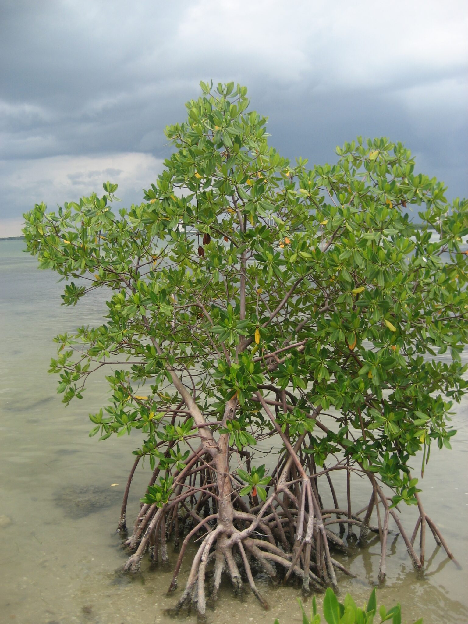 New data shows benefits of Florida's mangroves on the environment ...