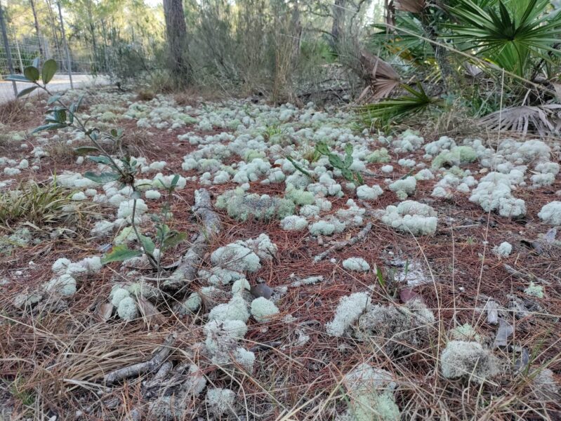 Here's what Dunedin's newest park - Gladys E Douglas Preserve - looks ...