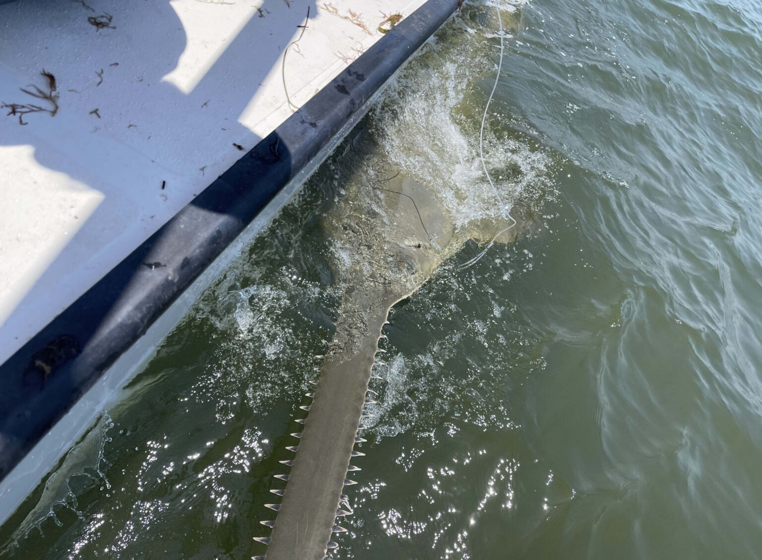 FWC says there's a decrease in 'spinning' fish and sawfish deaths in ...